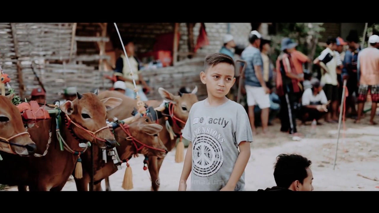 Karapan Sapi Tradisi Asli Madura Wajib di Jaga dan di Lestarikan # ...