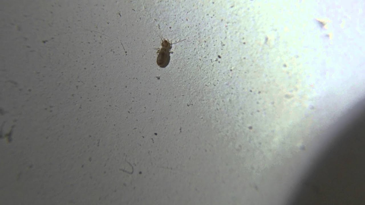 2mm long Insect on the wall - YouTube