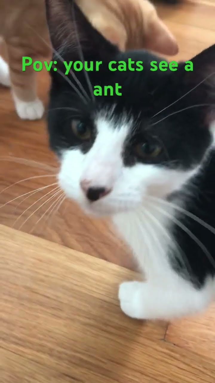 Pov: your cats see a ant - YouTube