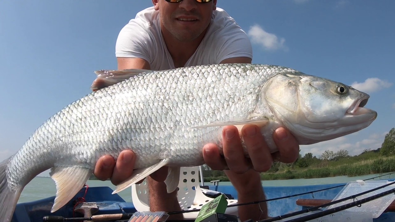 Balatoni Balinozás 1.rész / Asp fishing on lake Balaton Ep01. - YouTube