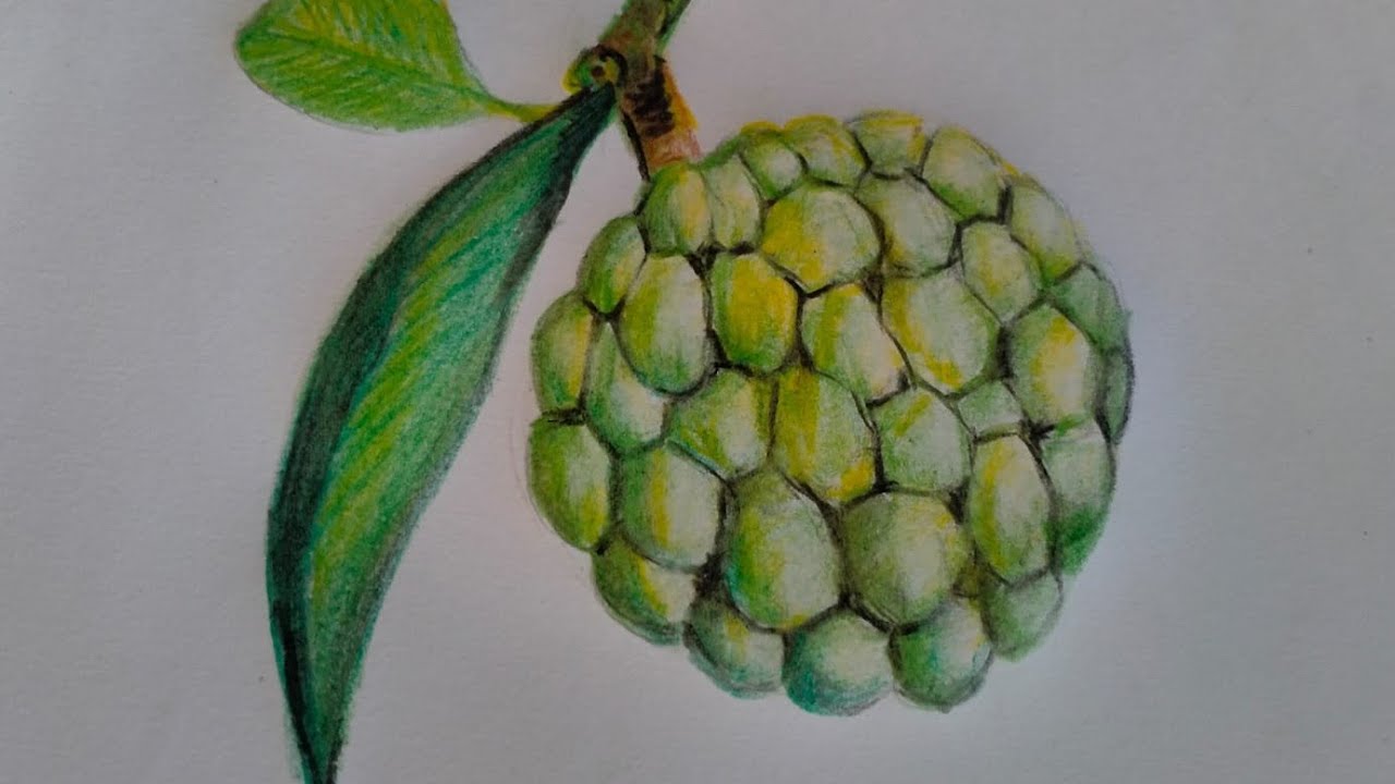 how to draw a custard apple #custard apple drawing #fruit drawing #kids ...