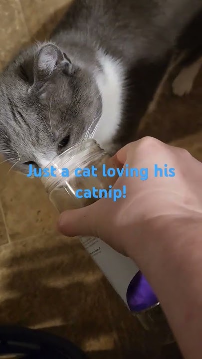 Cognac knows the jar of catnip, his favorite treat. And I love he plops down onto his belly to ...