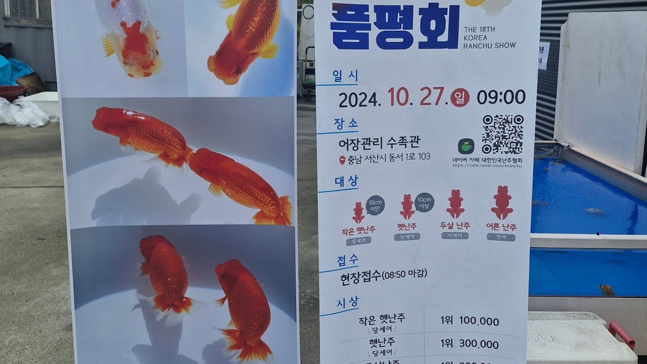 2024년 대한민국 일본난주 품평회에 다녀왔습니다. korea goldfish farm - YouTube