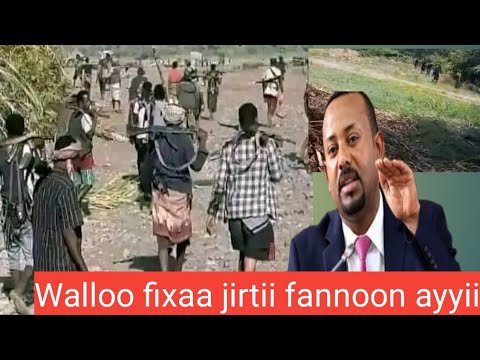 Walloo irraati dugugaa saanyii labsaan fixaa jiran amhari ayyii oromoo ...