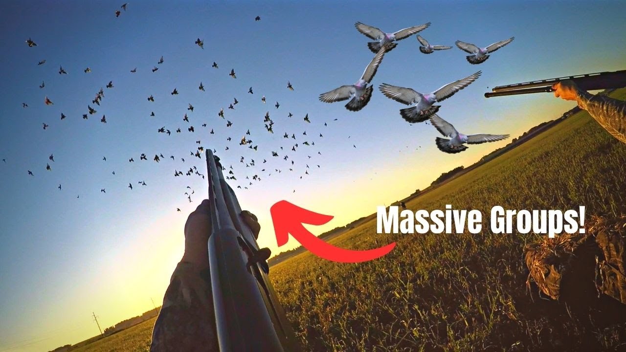 City Pigeon Massacre (85 Birds!!) - YouTube