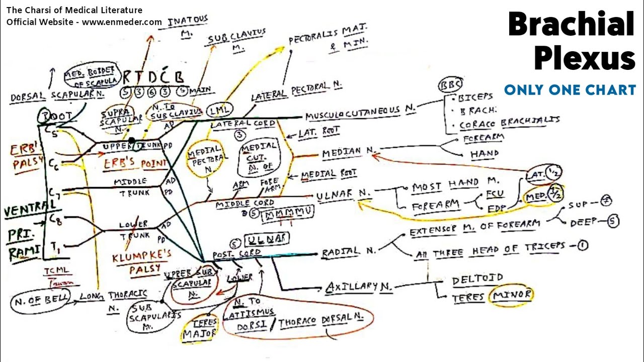 Brachial Plexus - 2 | Only One Chart | The Charsi of Medical Literature ...