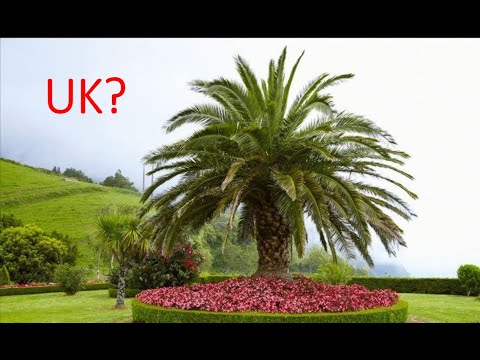 Can you grow Phoenix Canariensis - Canary Island Date Palm tree (CIDP) in the UK?