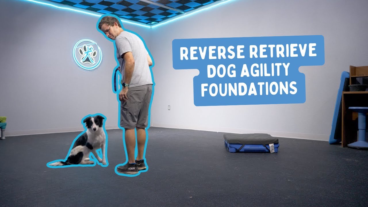 Front Cross and Blind Cross Foundations for Dog Agility HF1 - YouTube