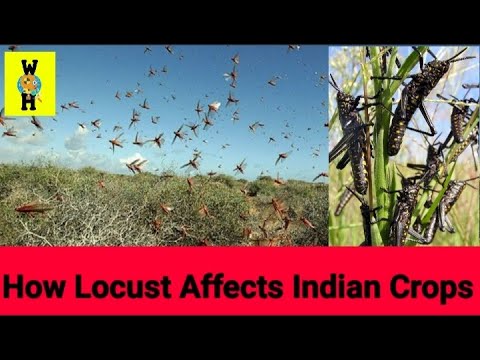 How Locust affects Indian Crops - YouTube