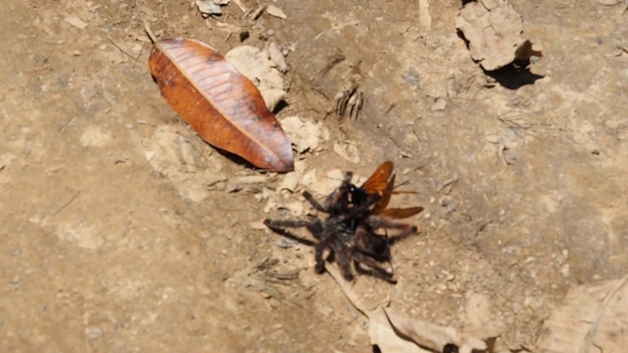 Tarantula wasp attacking tarantula - YouTube