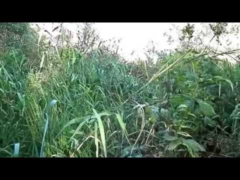 Tõnis Mägi - Laul kadunud kodust