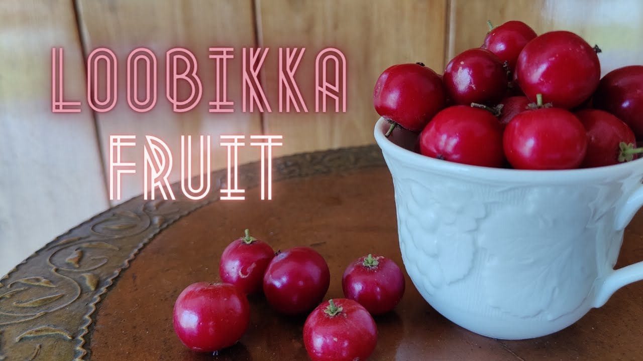 LOOBIKKA | LOVLOLIKA (ലൗലോലിക്ക)| Indian coffee plum | ഒരു വെറൈറ്റി ...