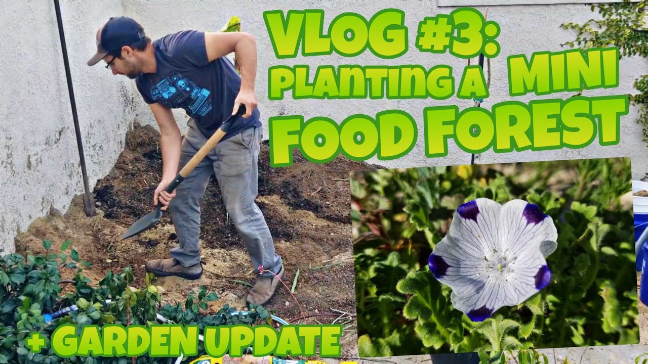 VLOG #3: The beginnings of a MINI FOOD FOREST + Garden Update - YouTube