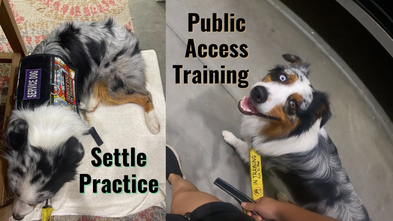 Service Dog Public Access Training & Practicing Settling In Public ...