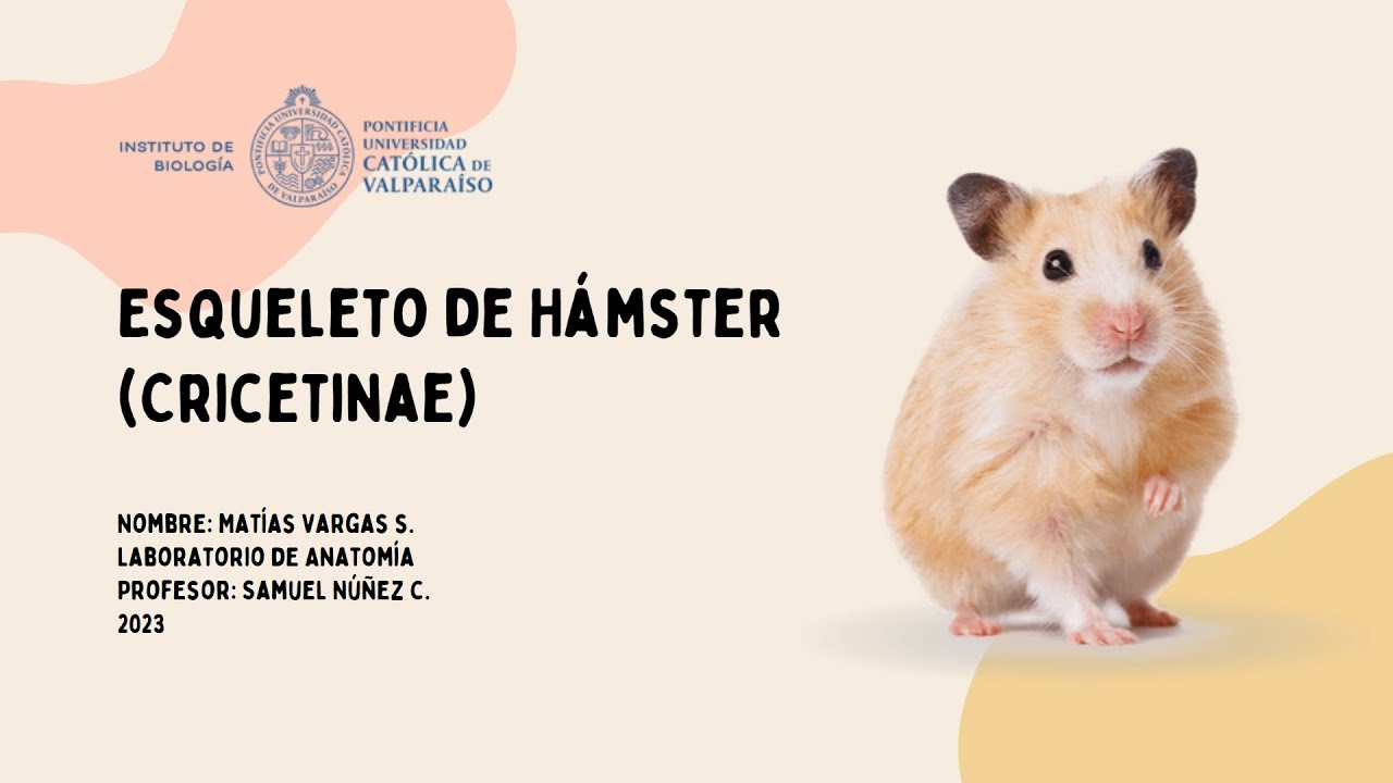 Esqueleto Hámster - Anatomía - YouTube