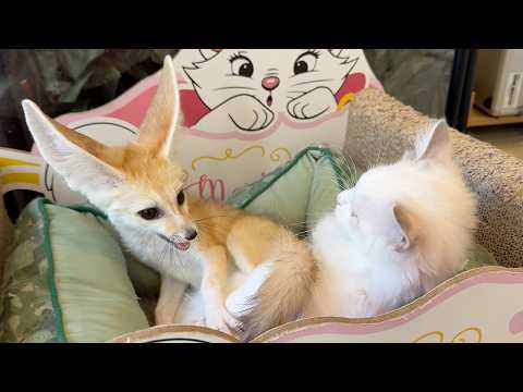 Kediler ve Bir Tilki Birlikte Mi Yaşıyor!? Japonya’nın Nadir Hayvan Kafesi!🐈🦊