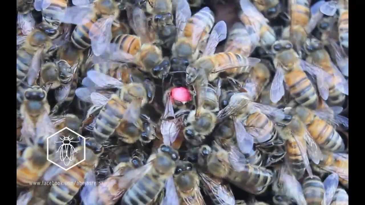 Obreras cubren a la abeja reina - YouTube