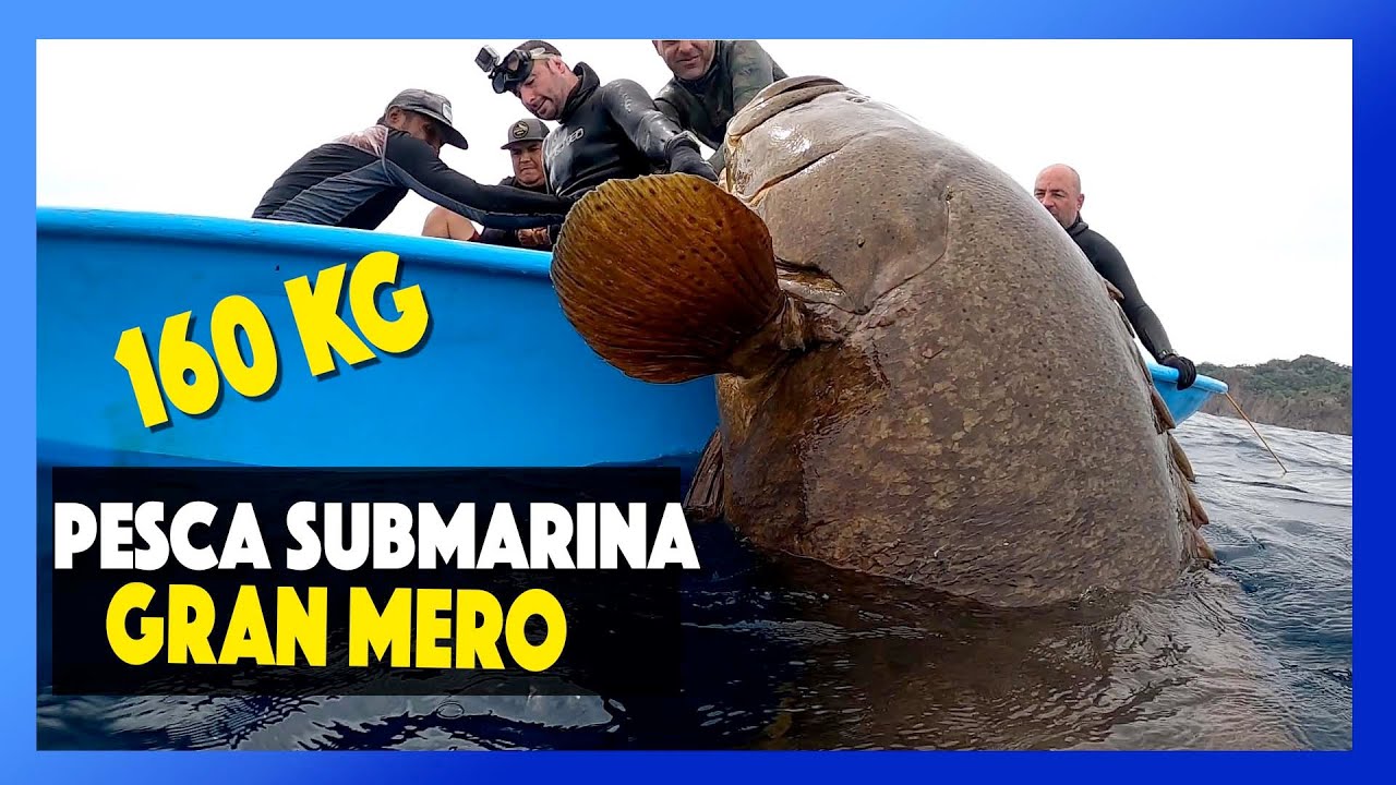 TOP 10 Pesca Submarina⏩Captura de GRAN MERO-GUASA 160kg en Costa Rica ...