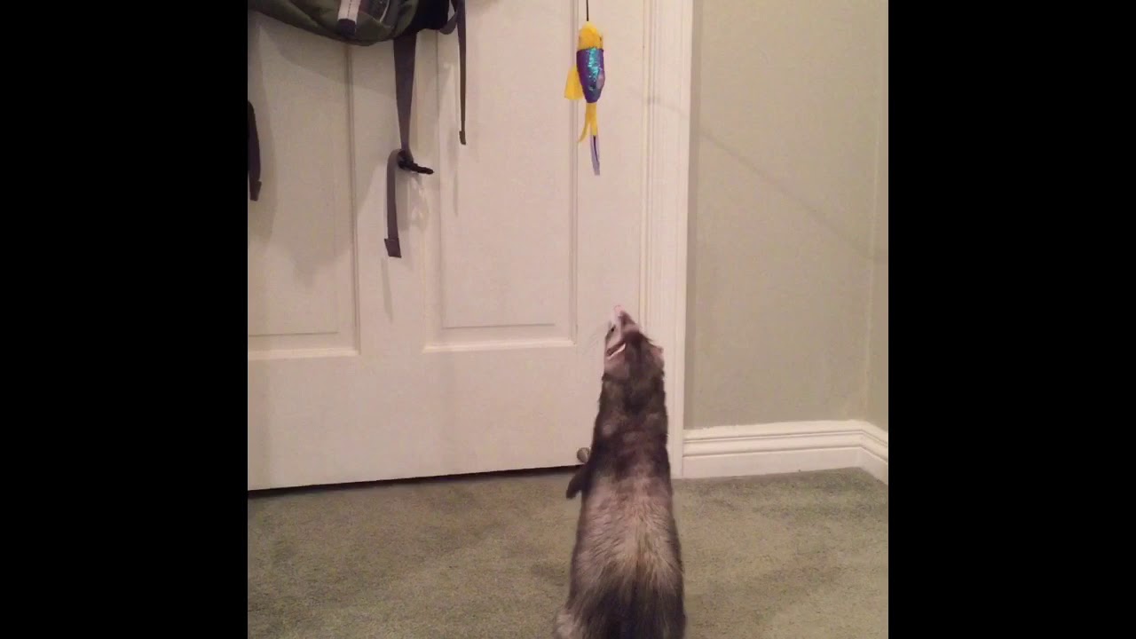 Fishing for Ferrets - YouTube