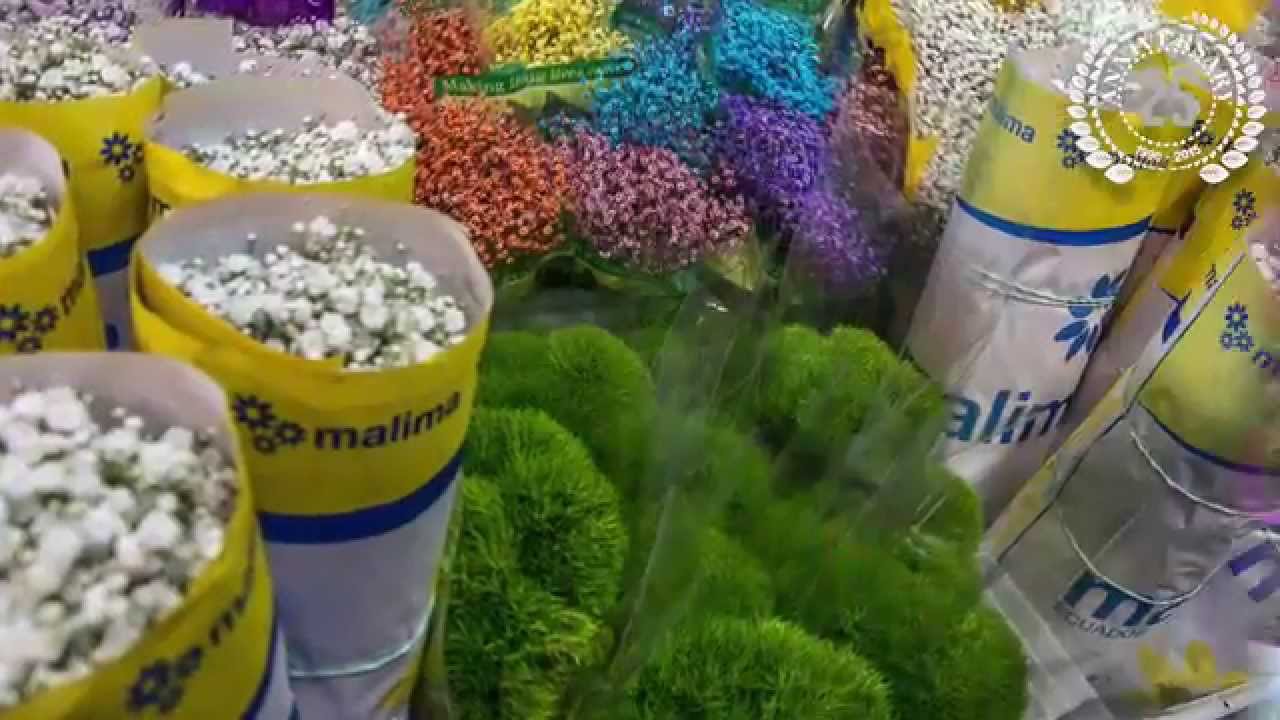 Malima 25th Anniversary - YouTube