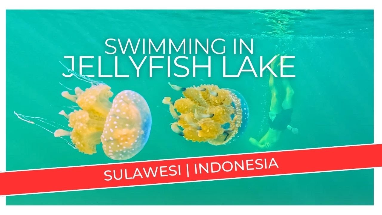 JELLYFISH LAKE - TOGEAN ISLANDS (SULAWESI) | 4K - YouTube