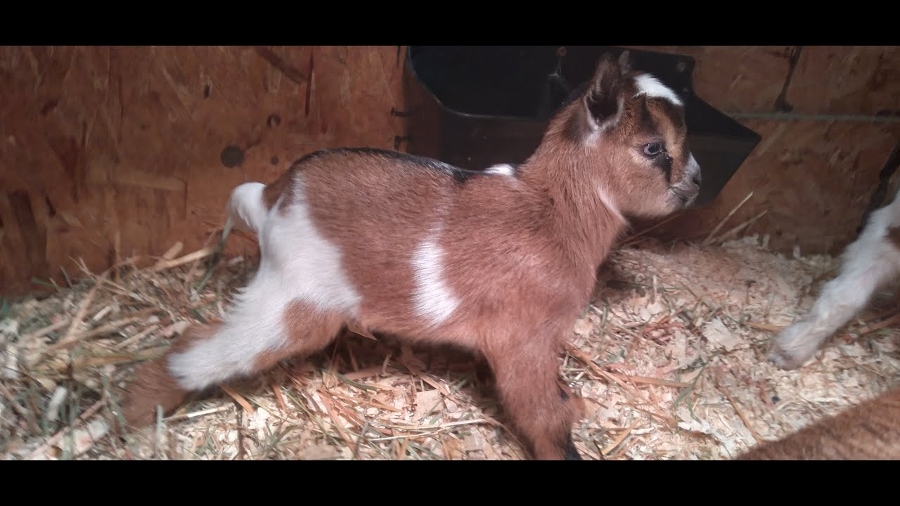 Dusty Kidding Video/Triplets POLLED BLUE EYED/ Stuck Kid- Head Forward ...