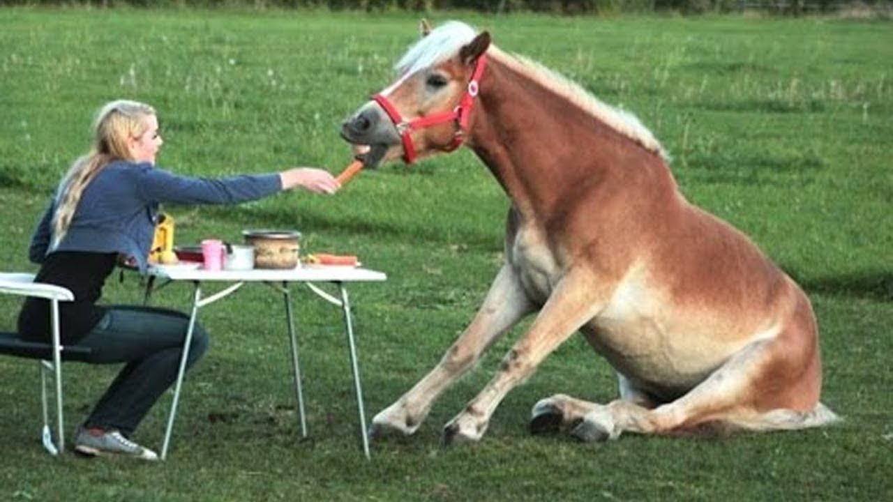 Super Grappige En Schattige Paarden, Pony En Veulen Filmpjes DEEL 2 ...