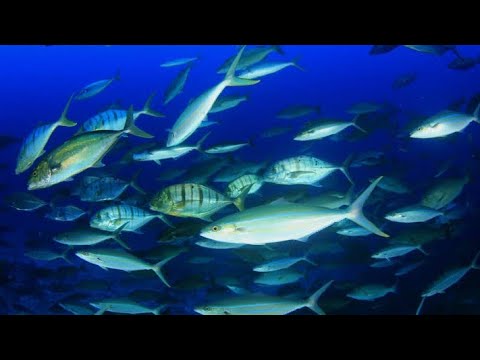 A fish that forgets everything in 3 seconds - YouTube