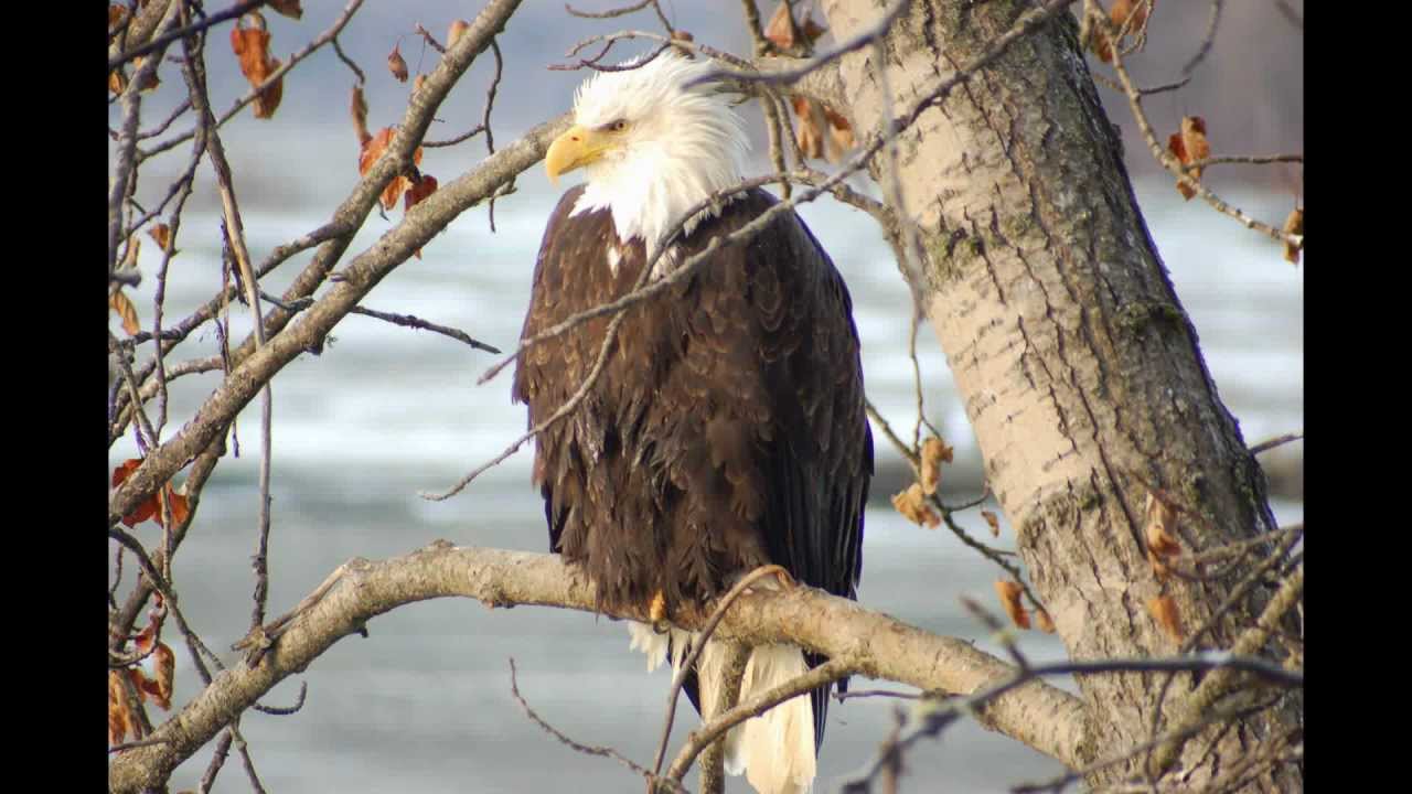 Eagles - YouTube
