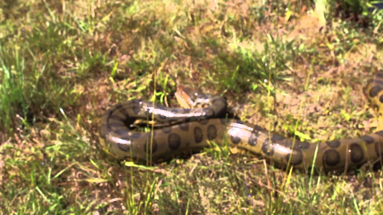 AN ANACONDA EATING A PEACOCK BASS AND WHAT A SURPRISE! WE PULLED THE ...