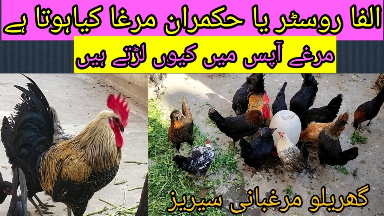 Domestic Poultry Farming Series || Episode: What is Alpha Rooster in Flock? #poultry #farming # ...