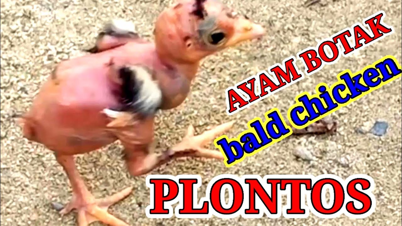 Ayam Gundul alias Botak / bald chicken aka bald - YouTube