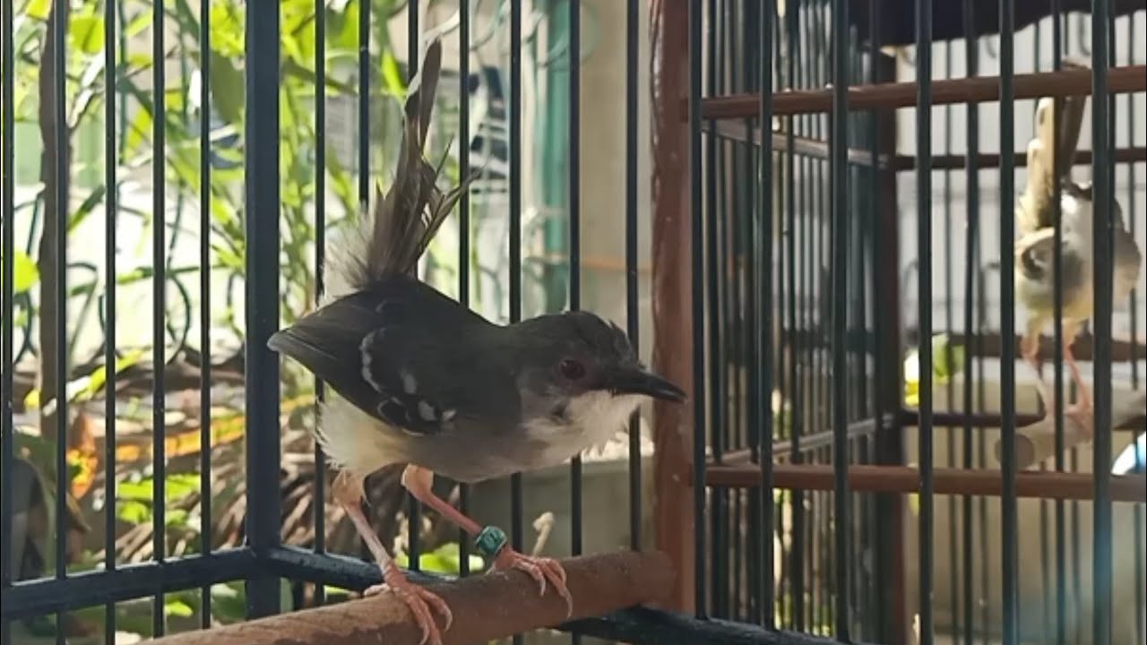 ciblek semi gacor, CIBLEK RIBUT ini untuk terapi ciblek semi malas ...
