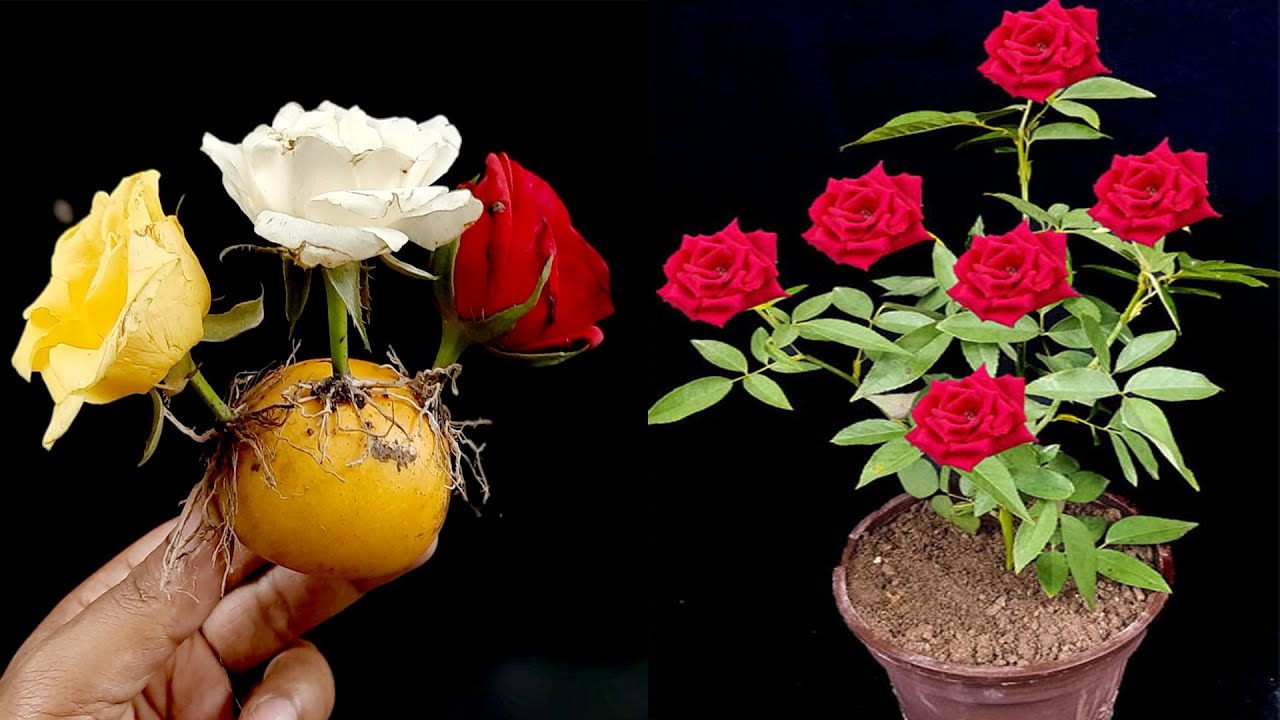 The method of growing roses from flower buds / Propagate rose using ...