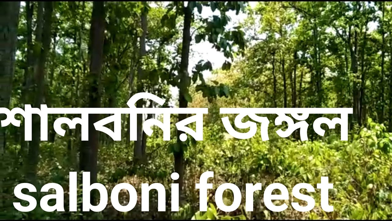 শালবনির জঙ্গল salboni forest পশ্চিম মেদিনীপুর - YouTube