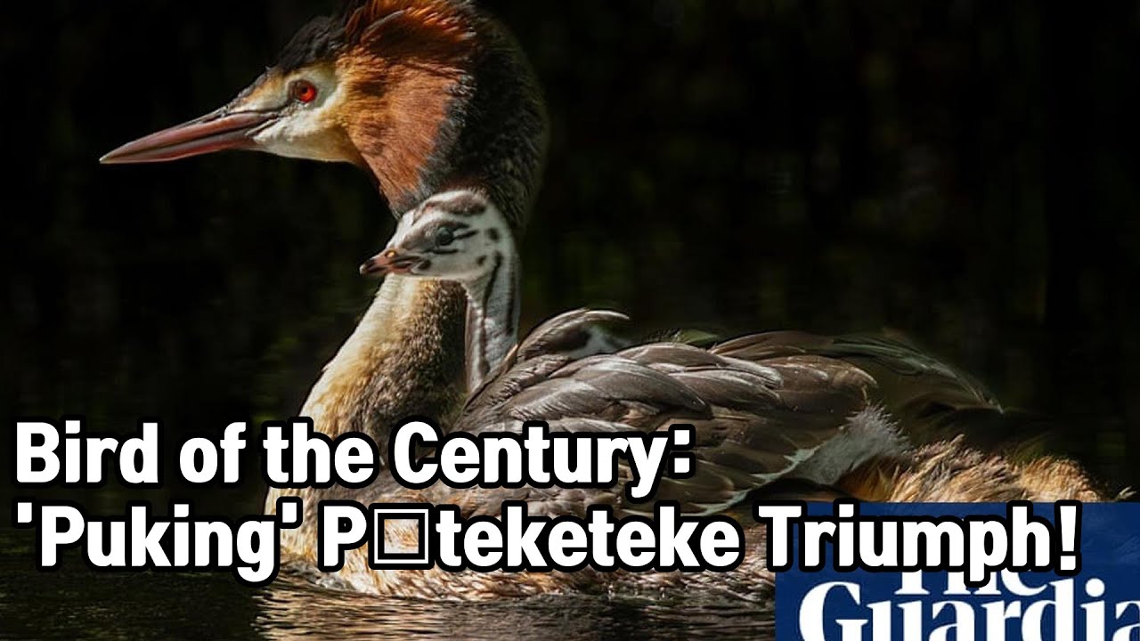 'Puking' pteketeke named NZ bird of the century after John Oliver's ...