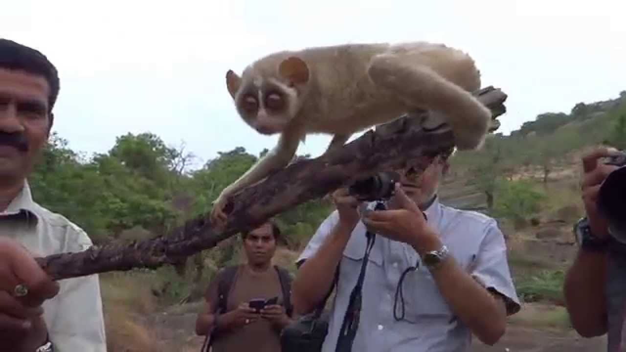 00001 Release of Slender Loris, Devarayana Durga State Forest, Tumkur ...