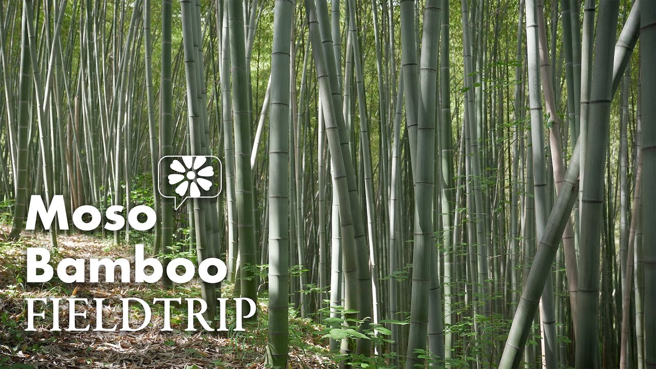 FIELDTRIP: Moso Bamboo in Italy - YouTube