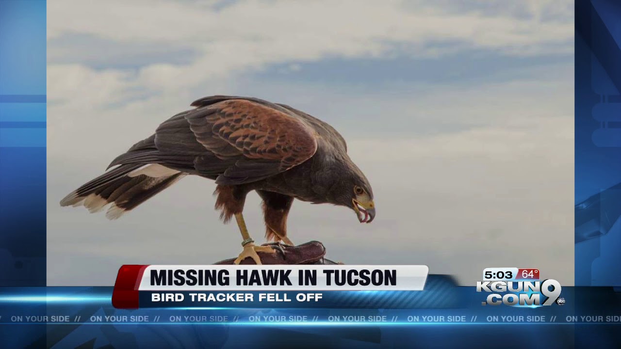 Hawk missing from Desert Museum - YouTube