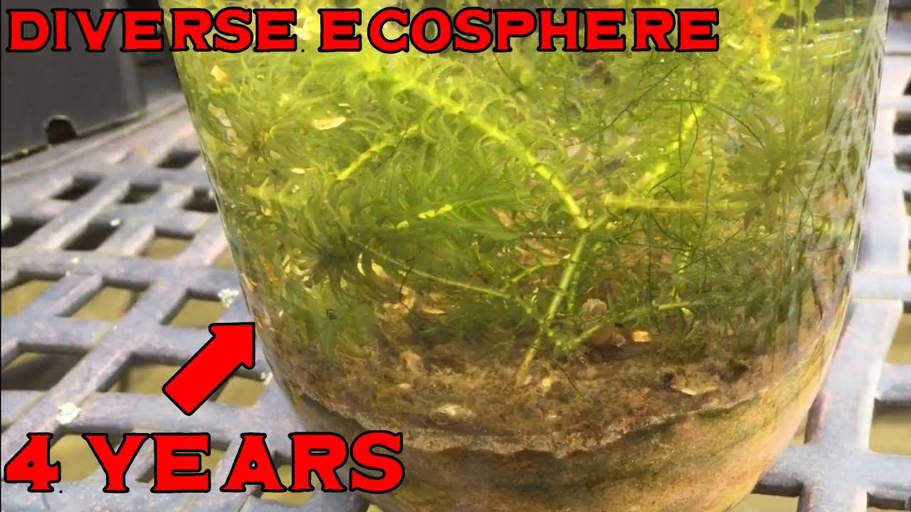 My First Ever Ecosphere (Extremely Biodiverse) at 4 Years Old - YouTube