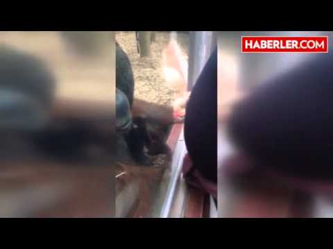 Orangutan, Hamile Kadının Göbeğini Öptü