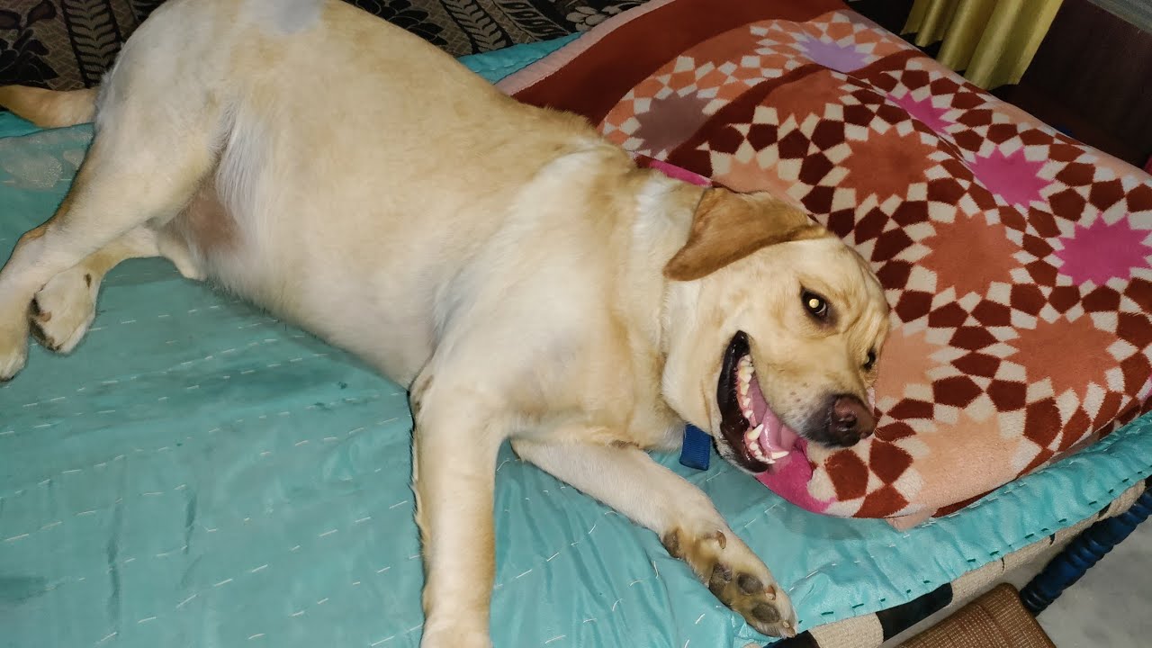 Labrador Dog Shy Raat Main Kay Karta Hai 😅 - YouTube