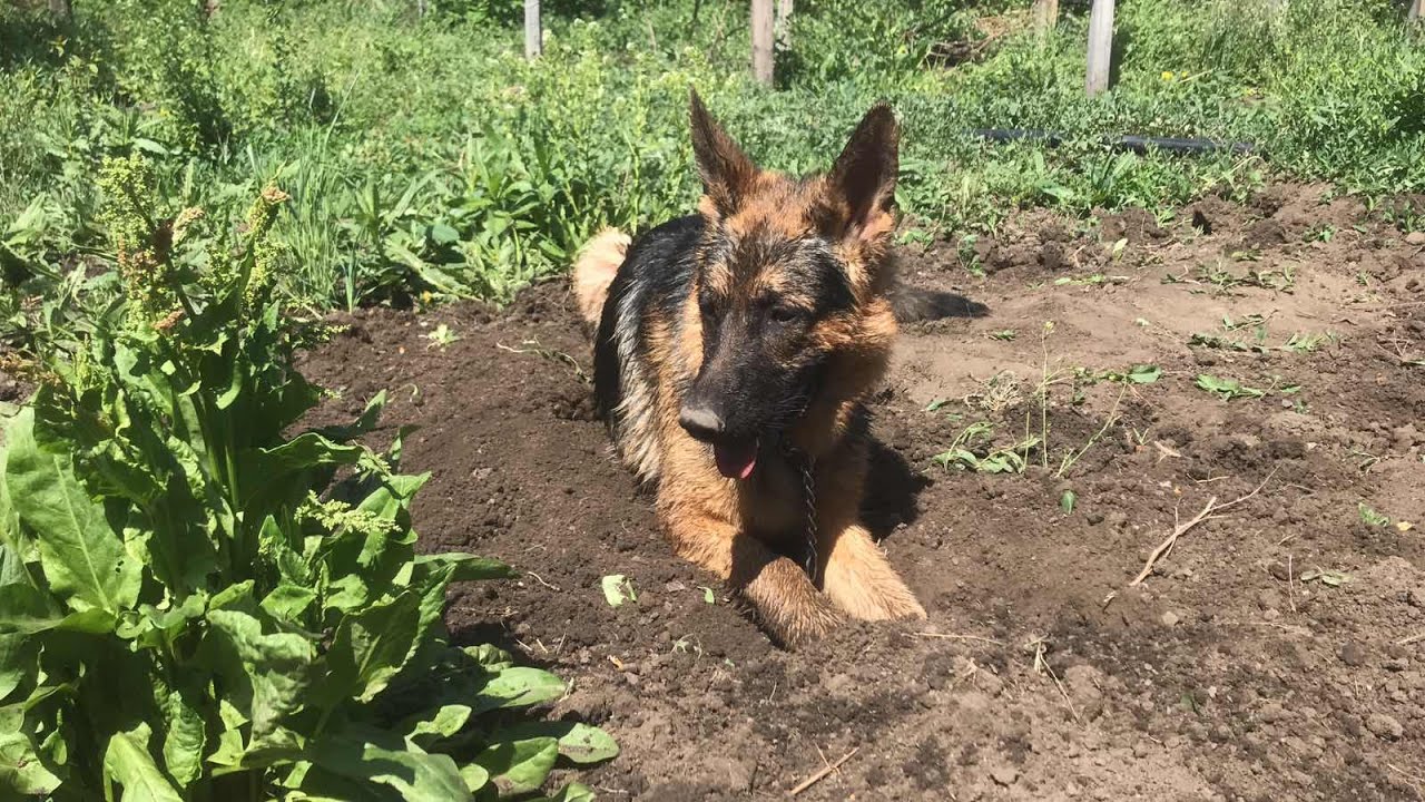 Немецкая овчарка Рекс - 11 месяцев/Сажай картошку здесь, к осени ...
