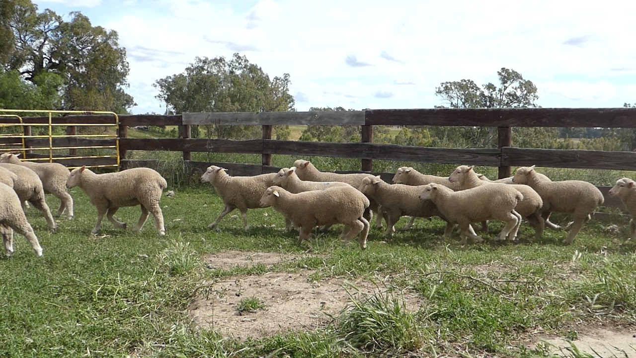 HEAYSMAN PASTORAL 315 - YouTube