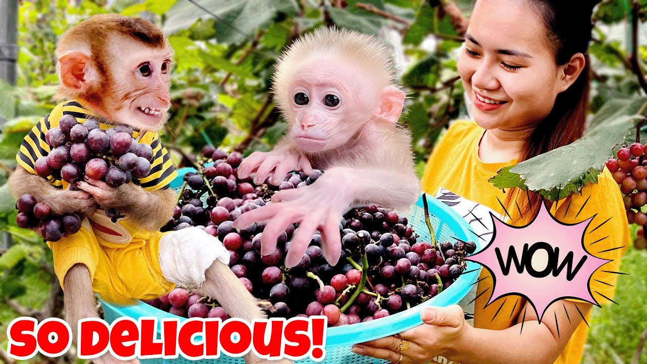 Monkey Kaka And Baby Monkey Enjoy Grandpa's Delicious Vineyard - YouTube