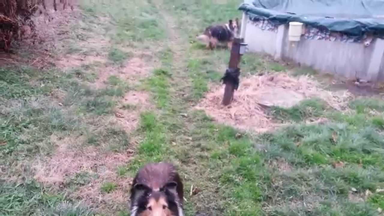 Bo and Jake playing fetch - YouTube