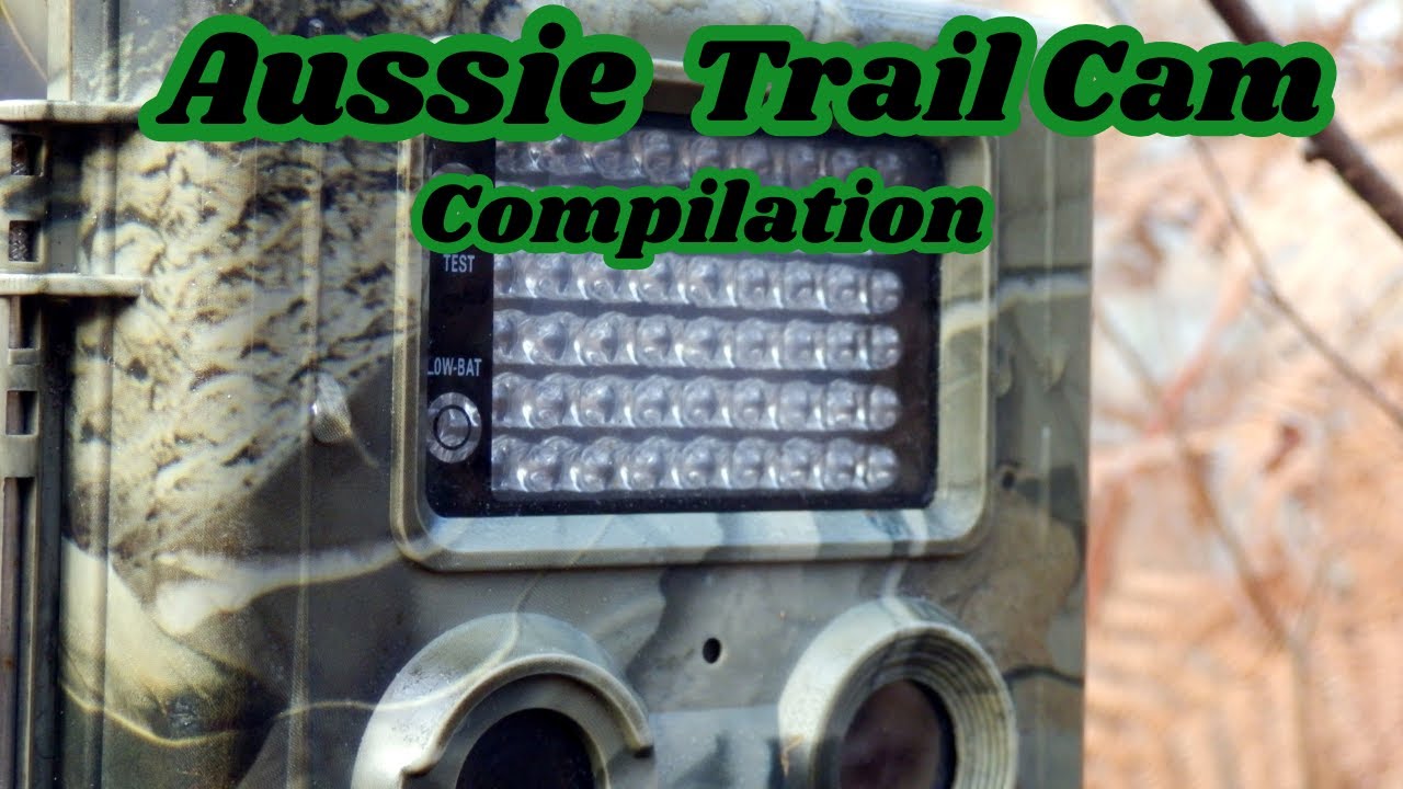 Australian Trail Cam Footage Compilation - Day and Night - YouTube