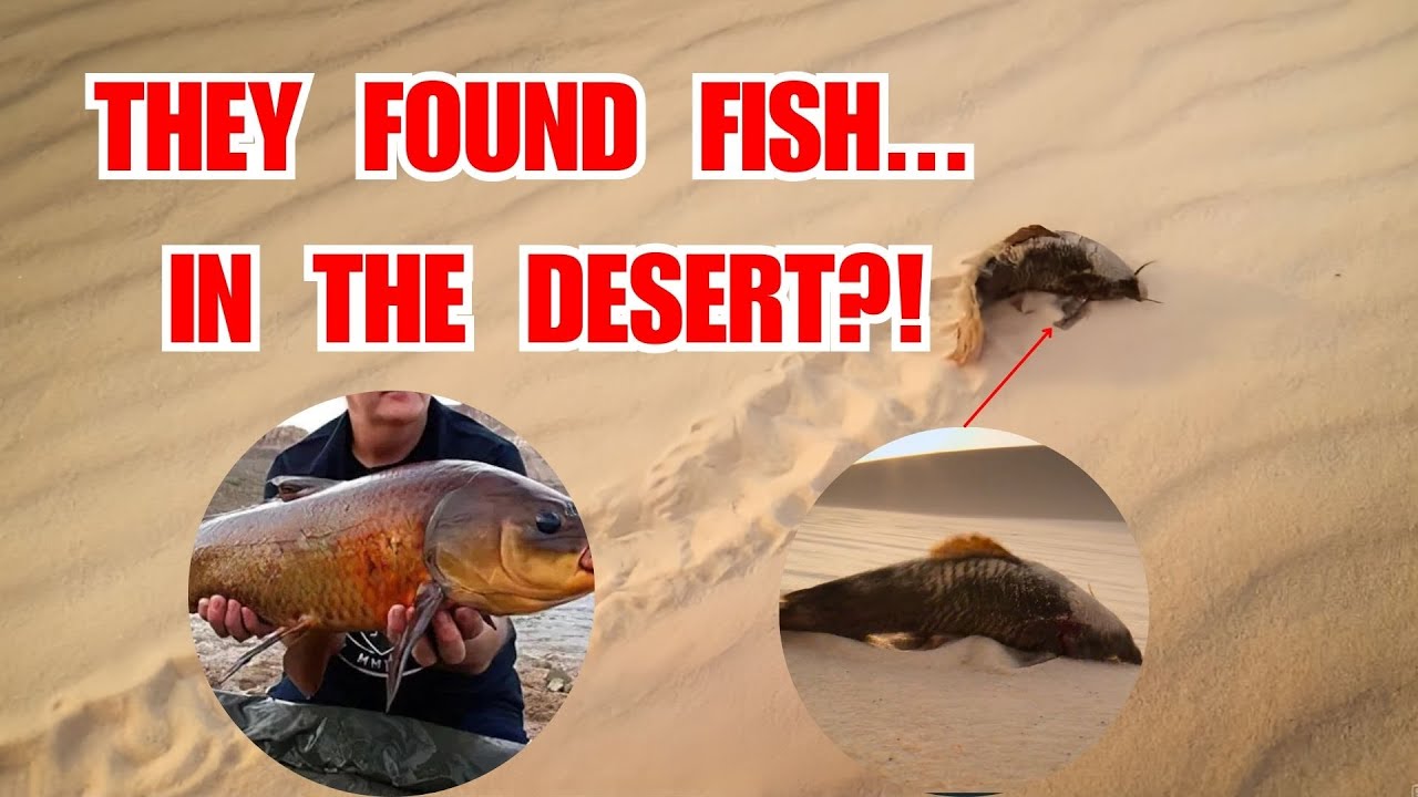Desert Gar: They Found Fish... in the Desert?! 🐟🏜️ | Incredible Desert ...