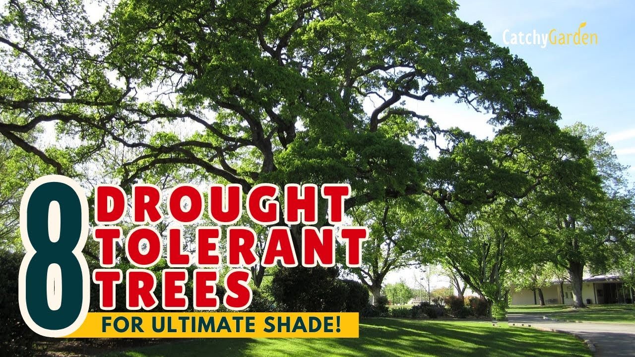 Trees That Thrive In Shade