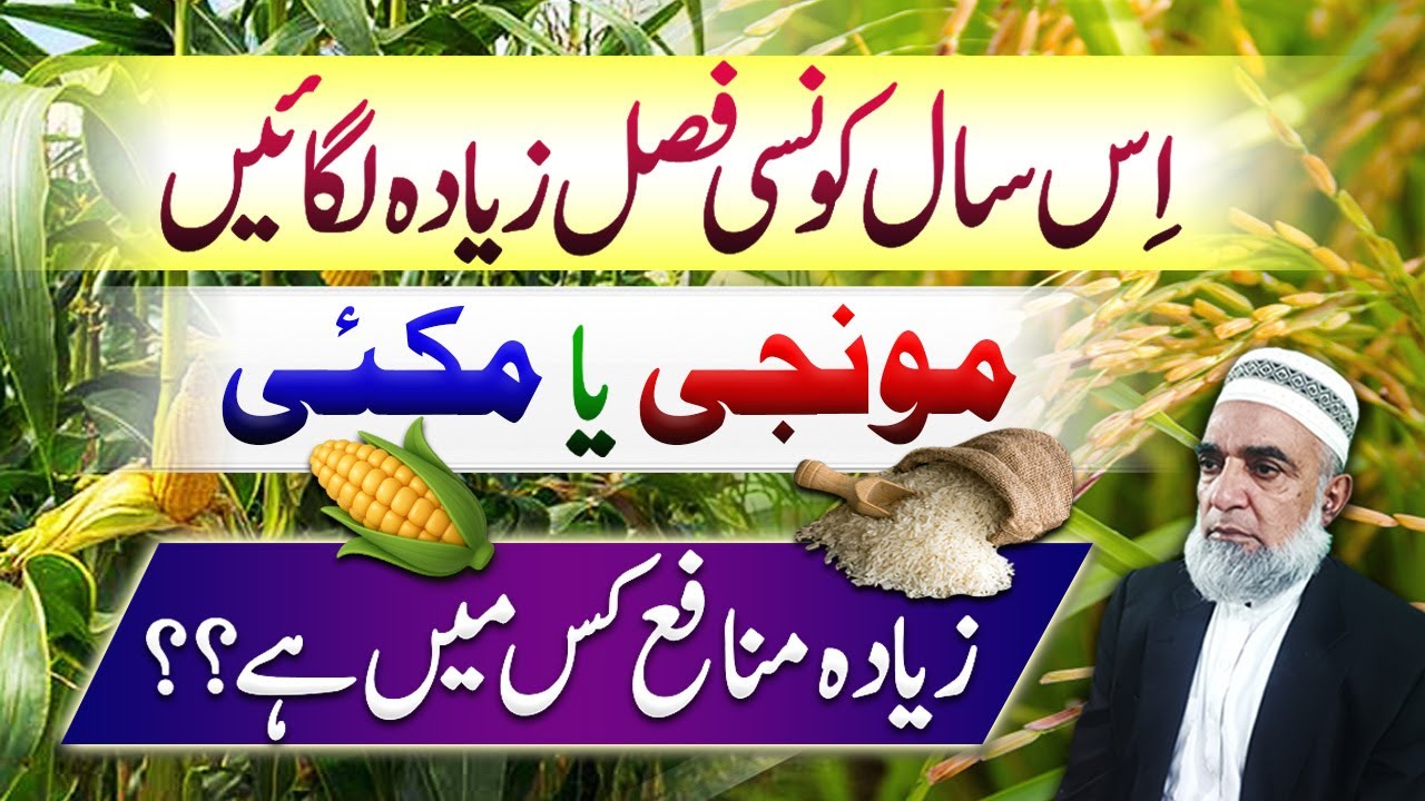 Maize vs Rice || Which crop is more profitable this year || Crop ...
